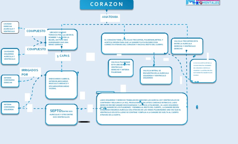 Mapa_corazon_1_1 | PDF | Ventrículo (corazón) | Corazón
