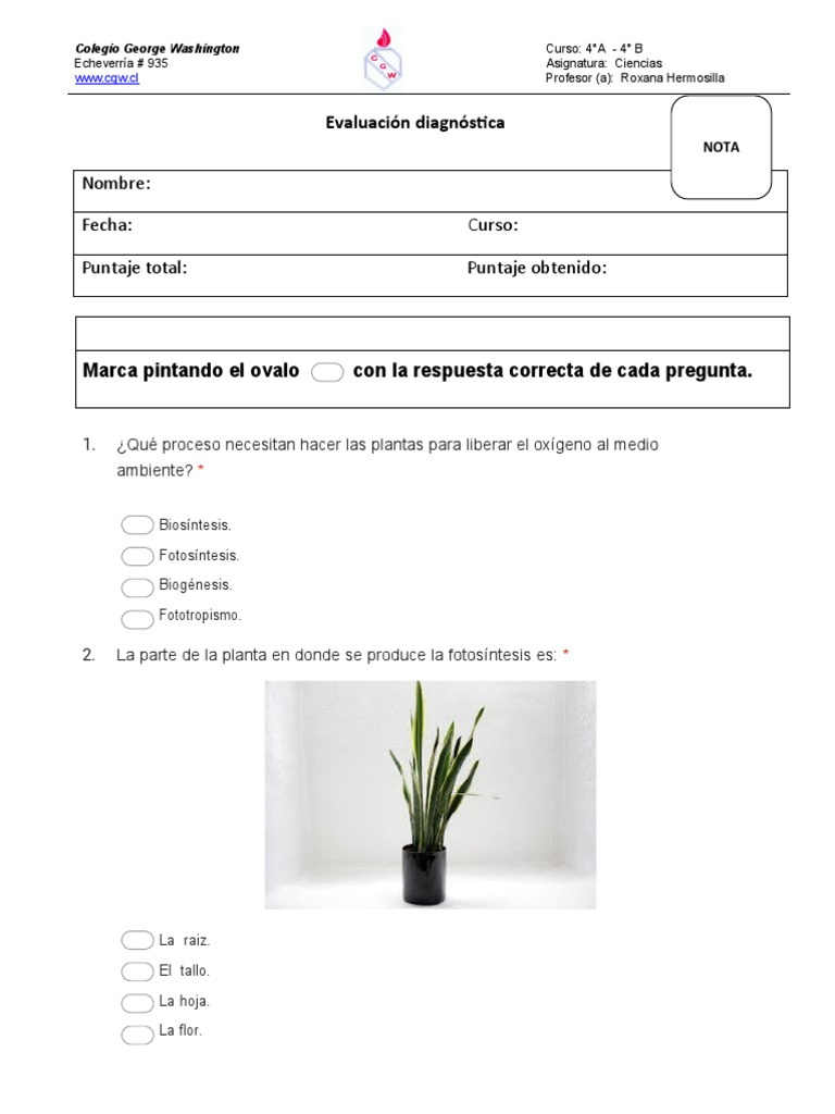 U0 Eva Diag 4° | PDF | Alimentos | Plantas