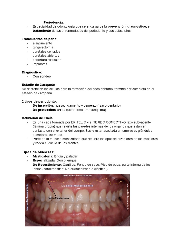 Apuntes de Perio Fácil | PDF | Epitelio | Anatomía