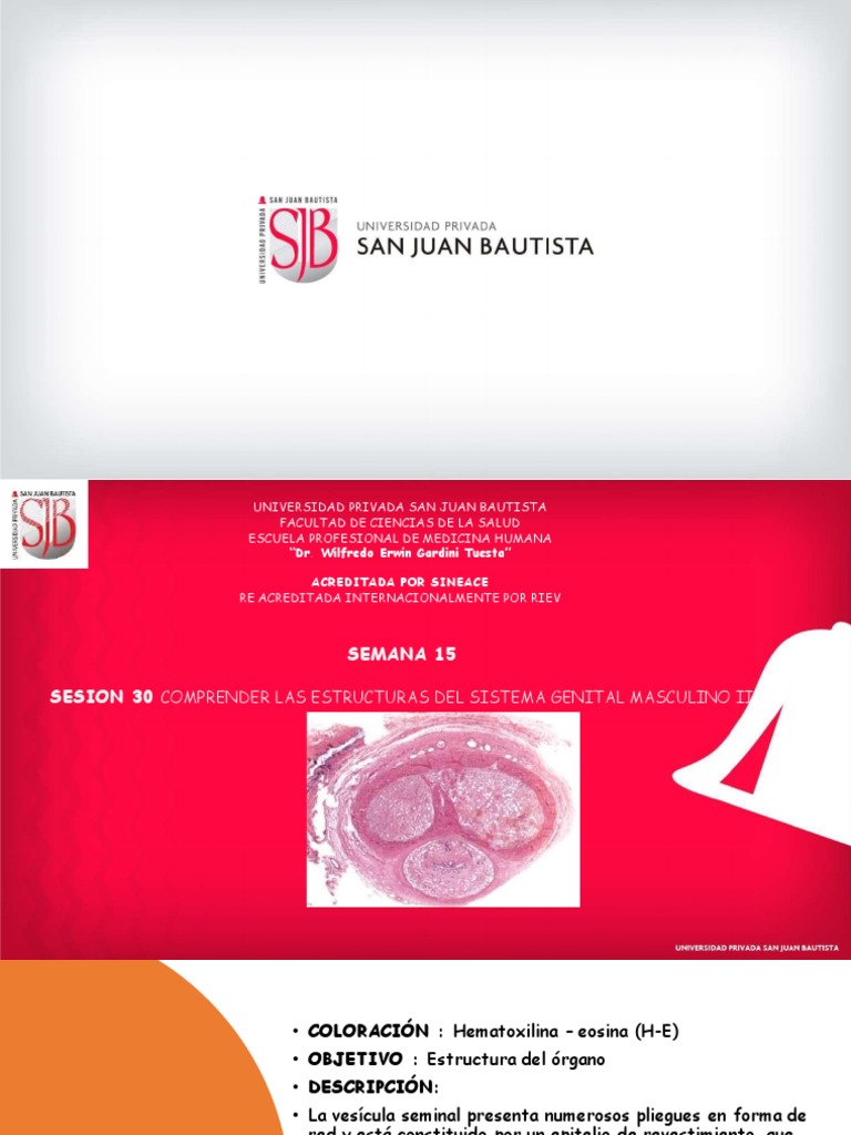 Histo Ii. Practica. Sem 15. Genital Masculino Parte 2 | PDF | Epitelio | Músculo