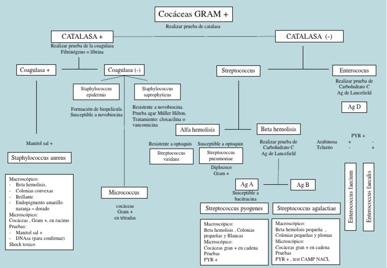 Mapa Micro | PDF | Estreptococo | Staphylococcus Aureus