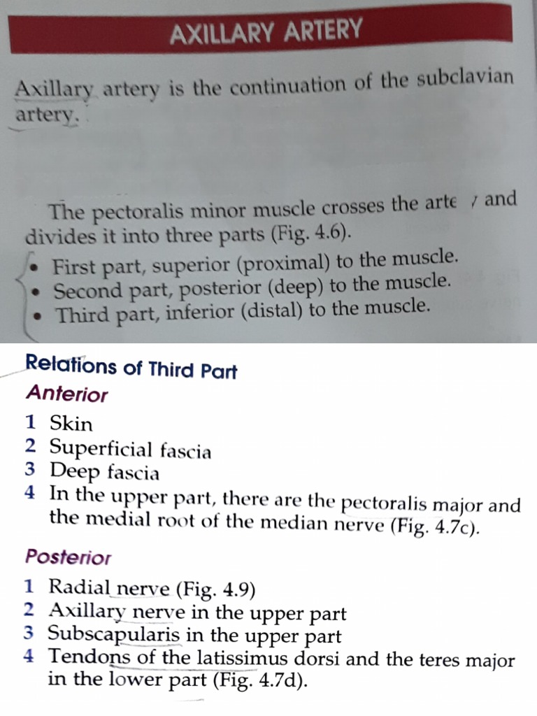 Axillary Artery Anatomy Guide | PDF