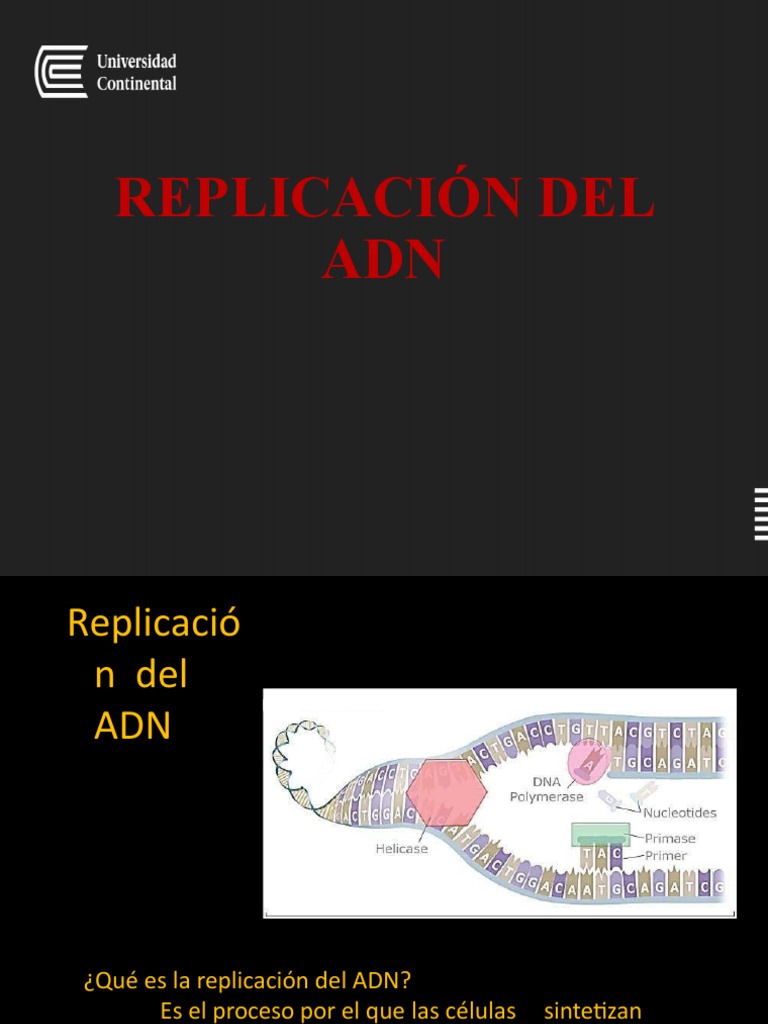 Replicación Del Adn 1 | PDF | Replicación De Adn | Adn