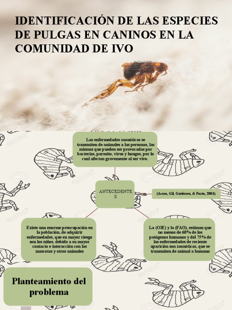 Identificación de Las Especies de Pulgas en Caninos | PDF | Patógeno ...