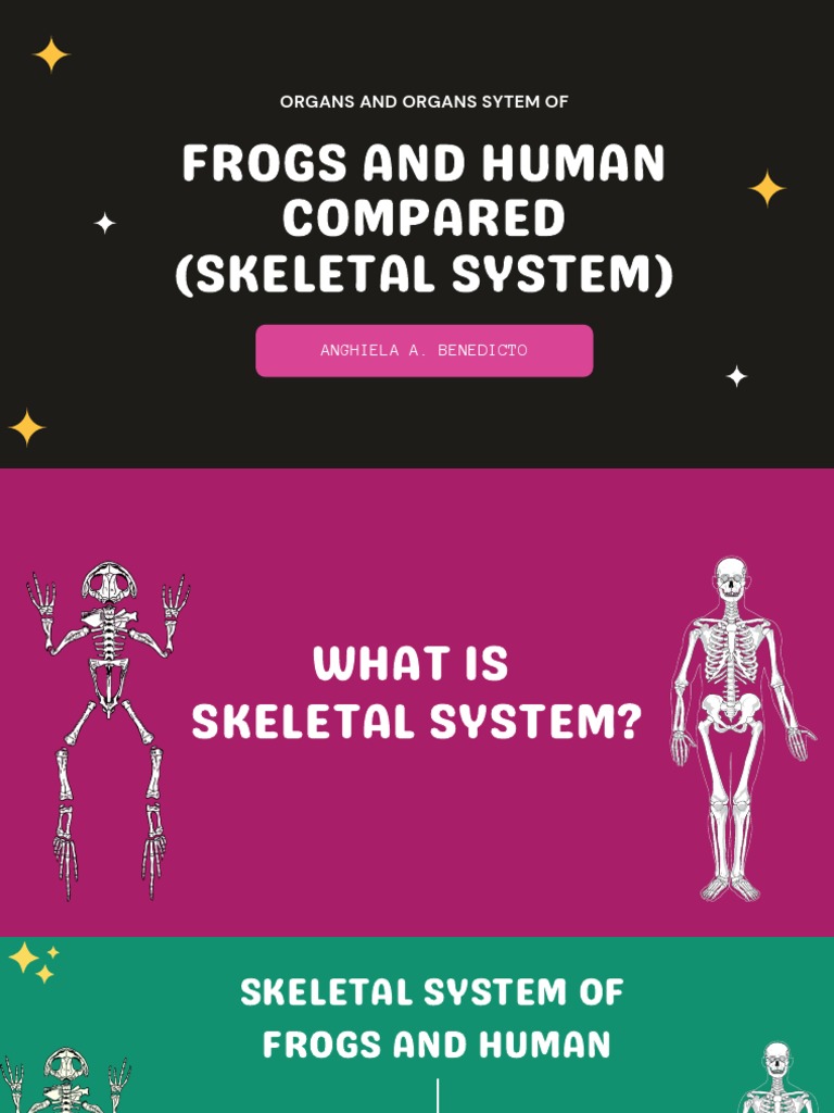 Skeletal System Zoology Report | PDF | Vertebral Column | Vertebra