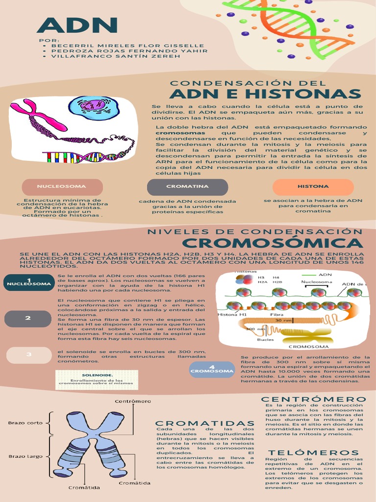 Infografía Adn | PDF | Histona | Cromosoma