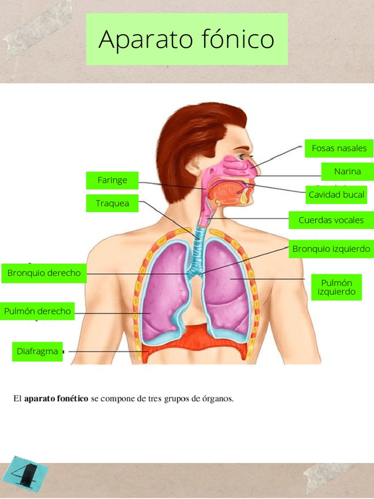 Sistema Fonador | PDF