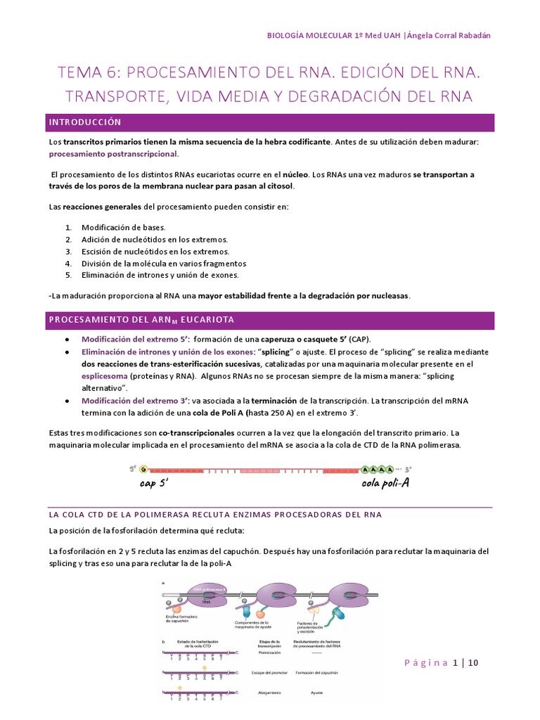 Procesamiento Del Arn | PDF | Messenger Rna | Rna