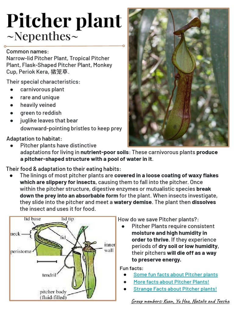 Science 2022 Project - Pitcher Plant | PDF | Science & Mathematics ...