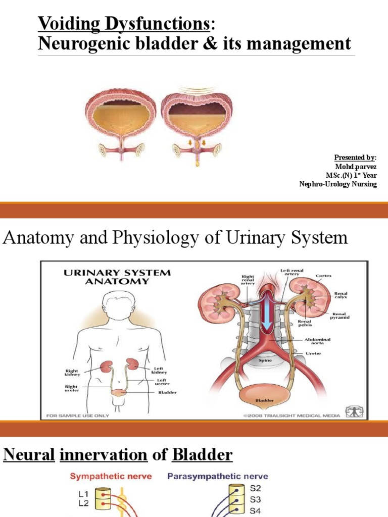 Voiding Dysfunctions | PDF | Urinary Incontinence | Urinary Bladder