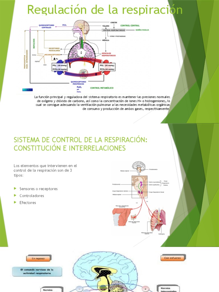 Regulación de La Respiración | PDF | Sistema respiratorio | Respiración