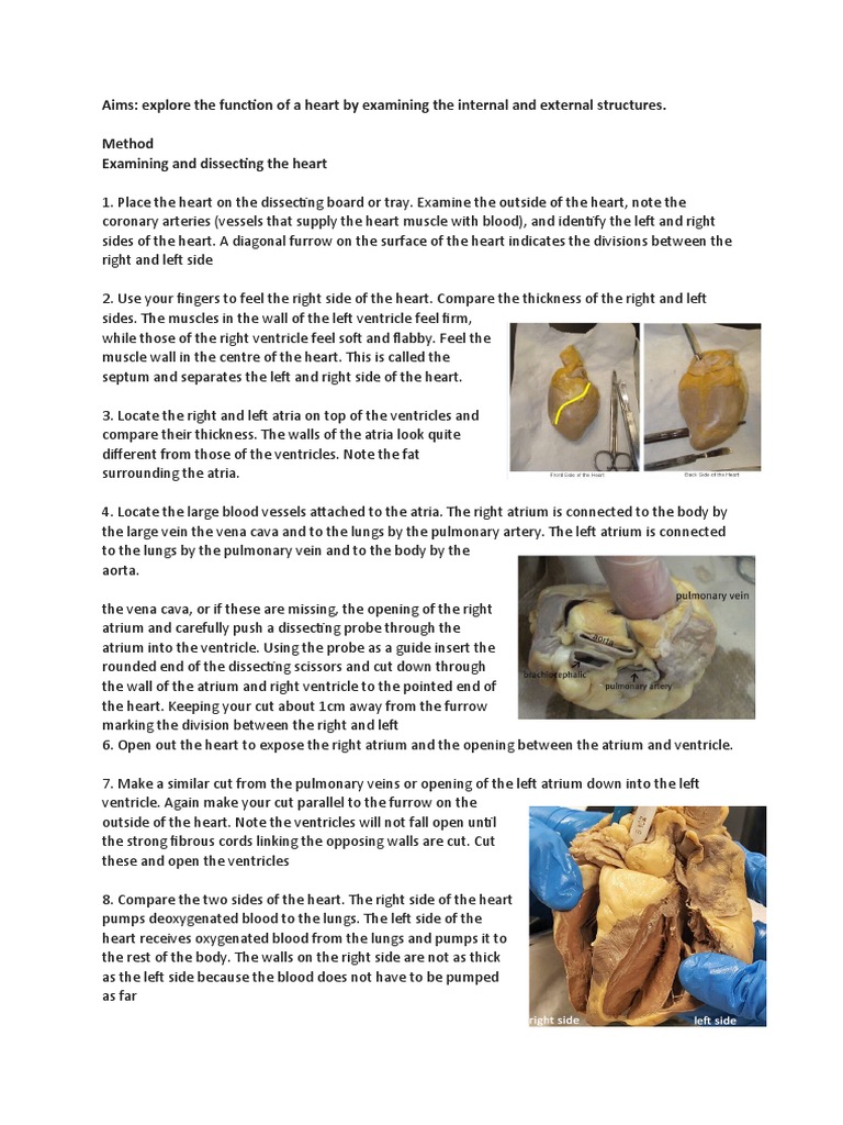 Heart Dissection | PDF | Heart Valve | Atrium (Heart)