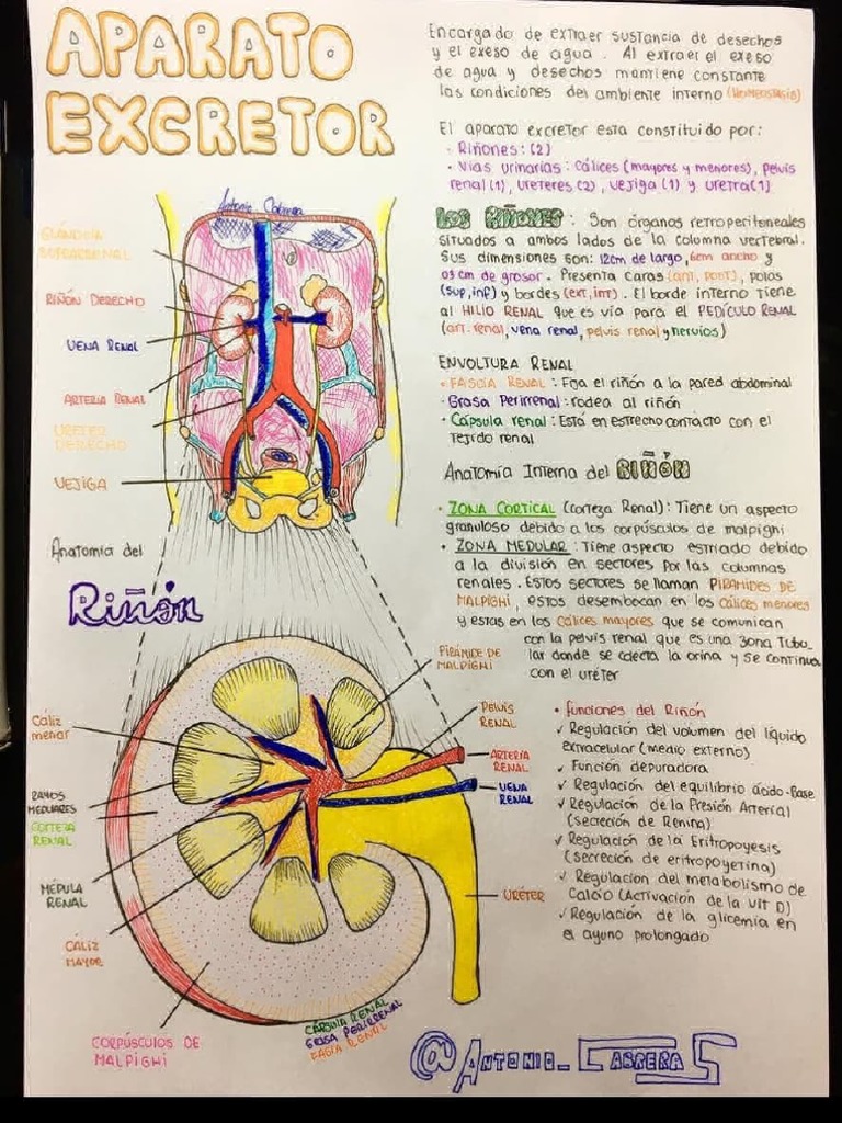 Aparato Excretor | PDF | Riñón | Sistema urinario