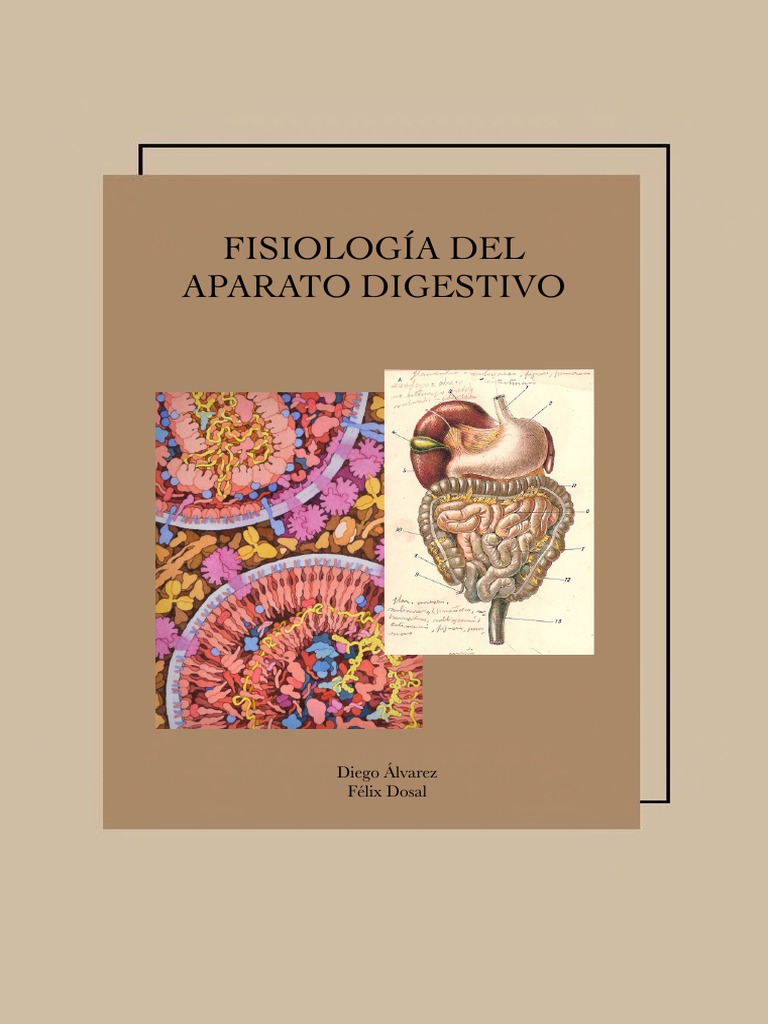 Fisiología Del Aparato Digestivo: Diego Álvarez Félix Dosal | PDF ...