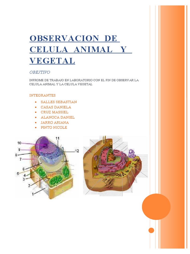 Observacion de Celula Animal y Vegetal | PDF | Biología Celular) | Citoplasma