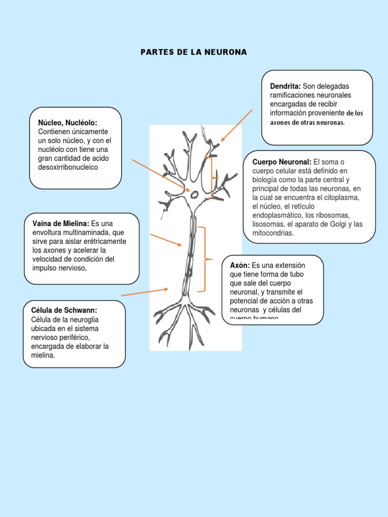 Annotated-Partes de La Neurona | PDF