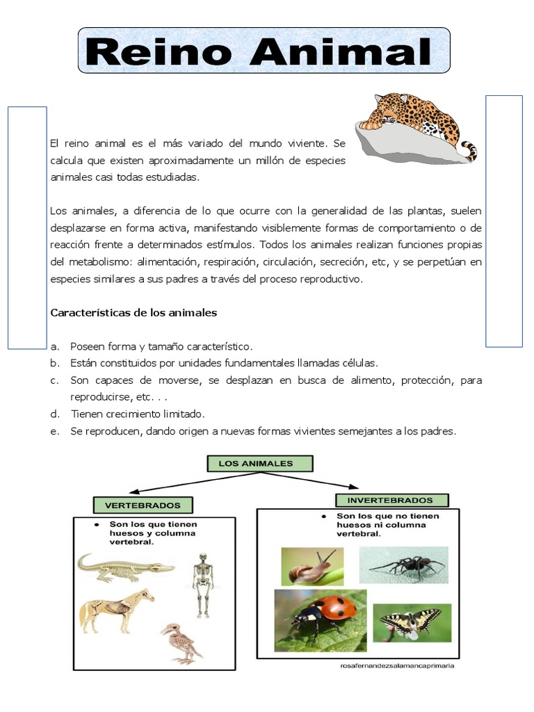Ficha Reino Animal | PDF