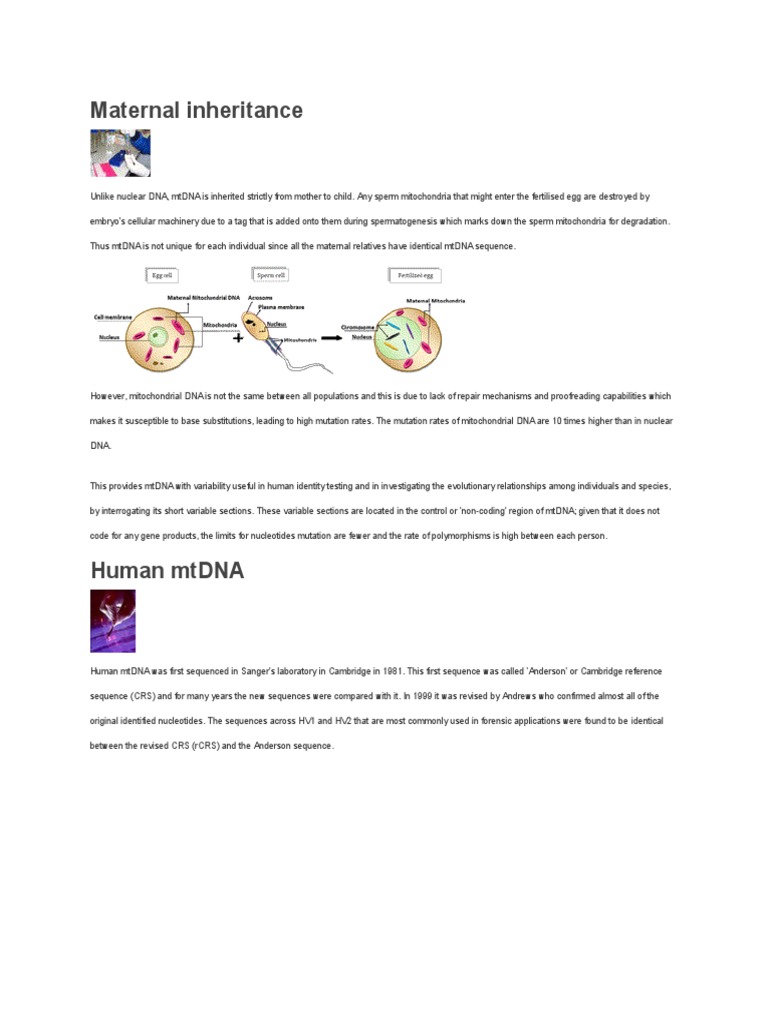 Maternal Inheritance | PDF | Mitochondrial Dna | Dna