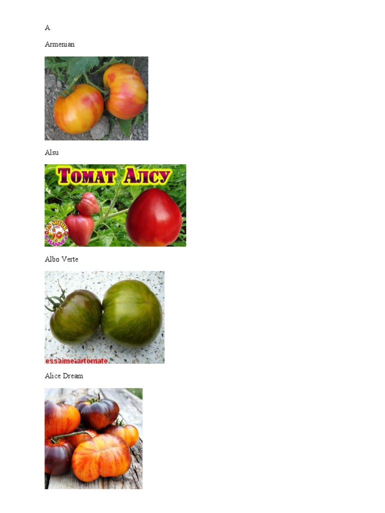 Tomate | PDF