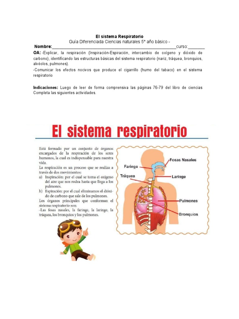 El sistema Respiratorio 5° básico | PDF