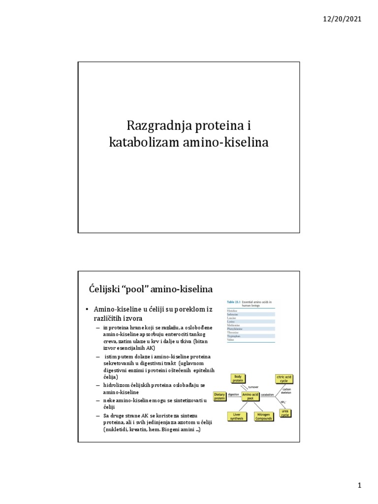 15-Razgradnja Proteina I Metabolizam Amino-Kiselina | PDF