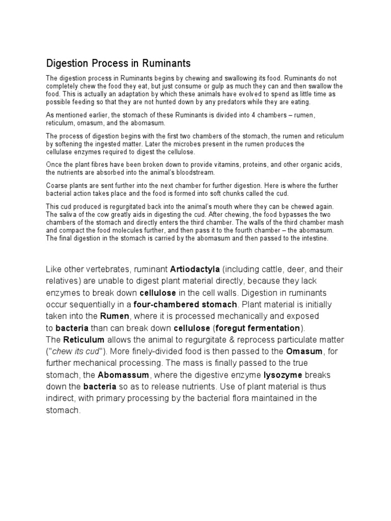 Digestion Process in Ruminants | PDF | Ruminant | Digestion