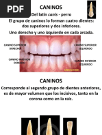 Resumen Canino Inferior | PDF | Anatomia dental | Ramas de Odontología