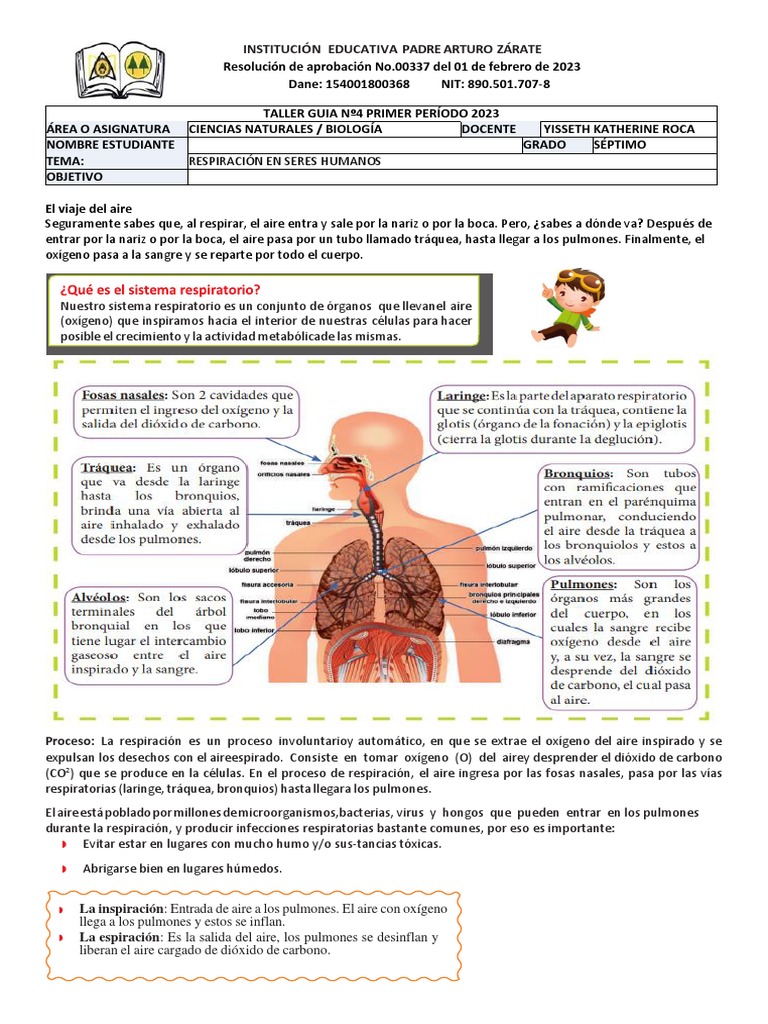 Cuidados del Sistema Respiratorio Infantil | PDF | Pulmón | Respiración