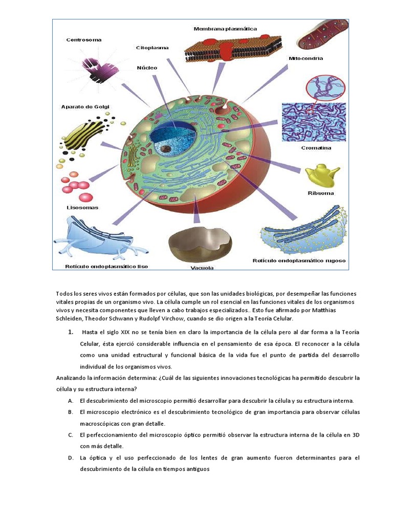 Teoría Celular y Descubrimiento de Células | PDF
