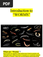 Flatworms Anatomy and Labeling Guide | PDF | Anatomy | Zoology