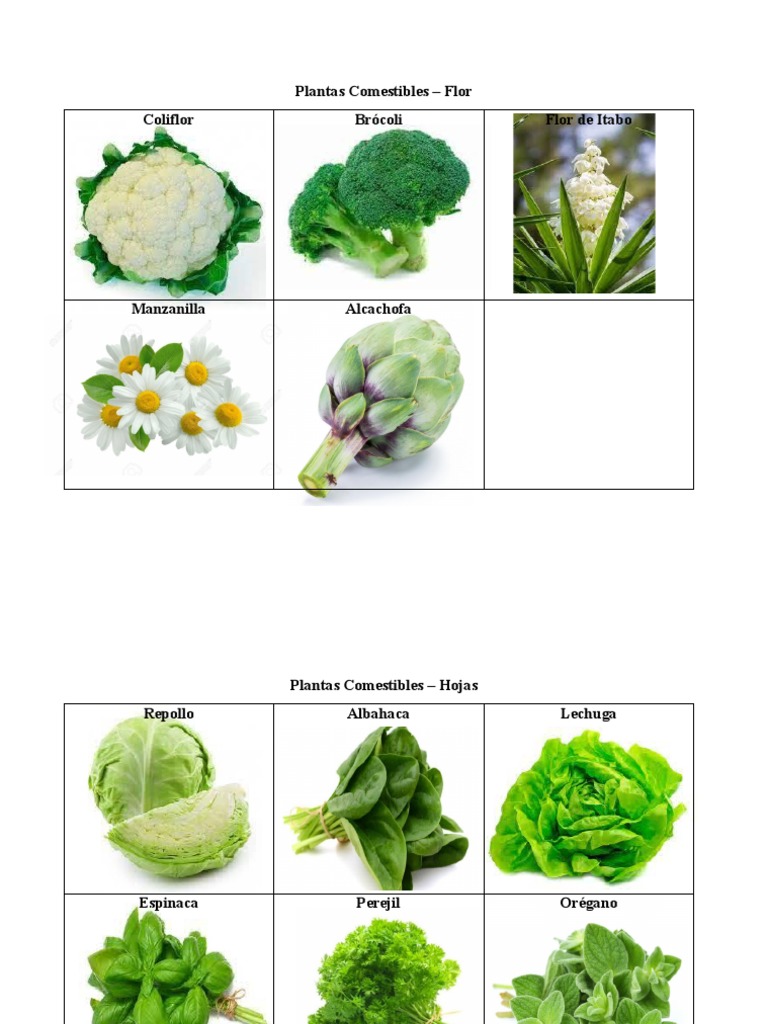 Plantas Comestibles | PDF