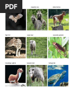Animales en Xinka | PDF