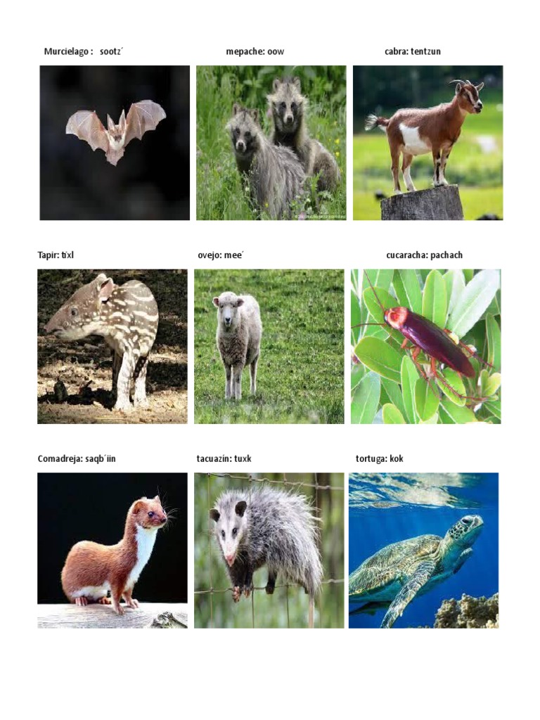 Animales en Poqomchi | PDF