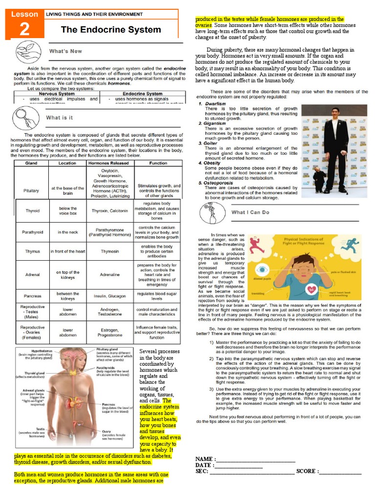 Endocrine System Notes | PDF | Hormone | Human Body