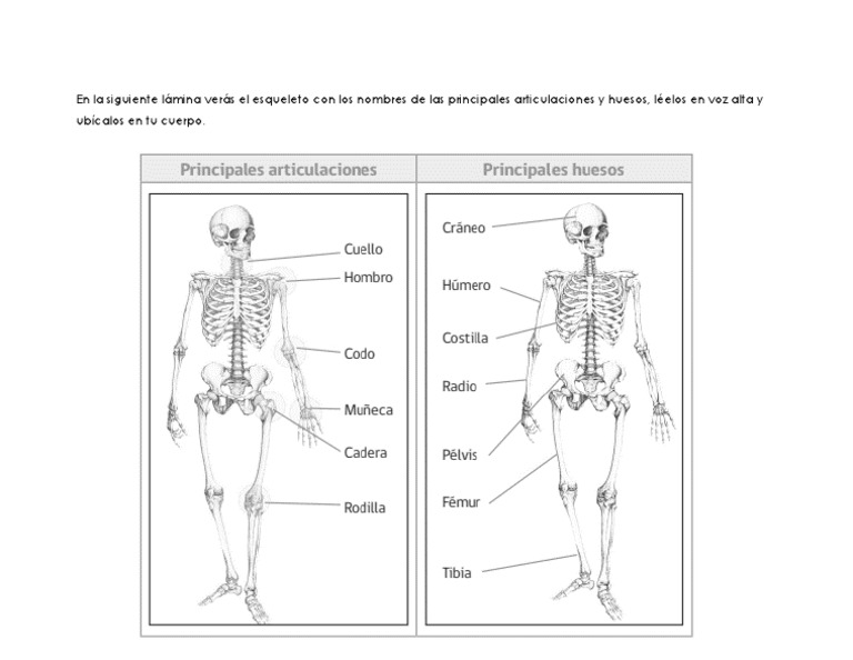 Lámina Esqueleto 2° Básico | PDF