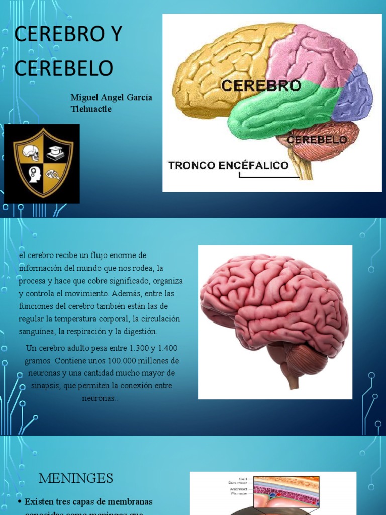 Cerebro y Cerebelo-1 | PDF | Cerebro | Neurona