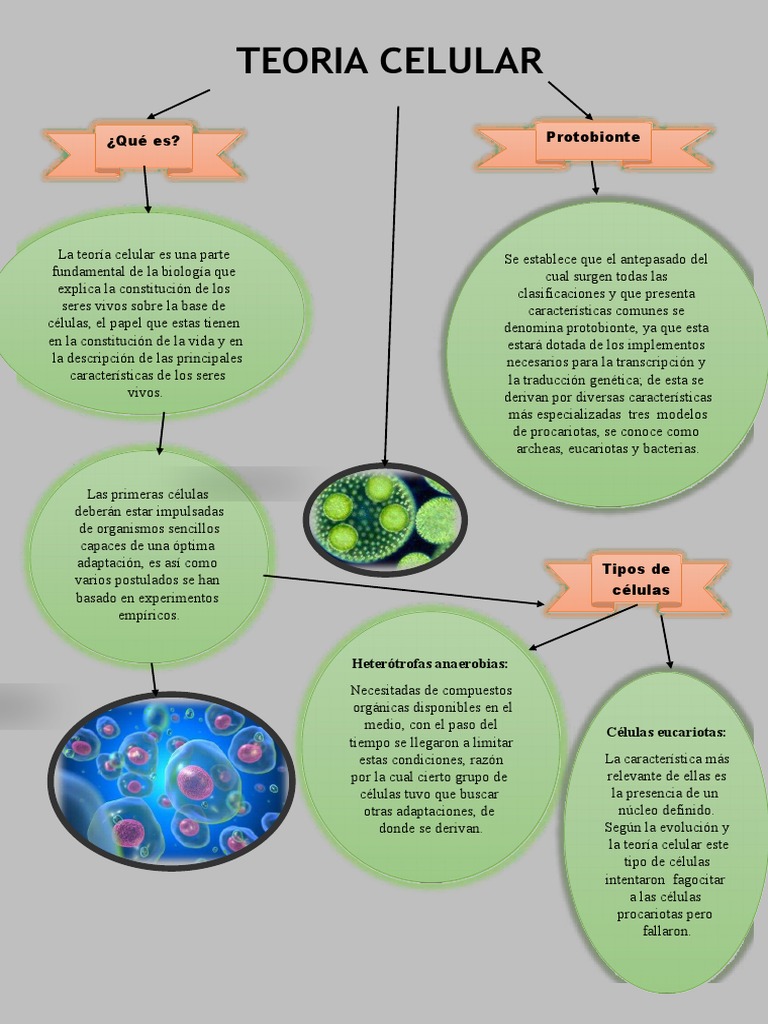 Mapa Conceptual de la Teoría Celular | PDF | Biología Celular | Naturaleza