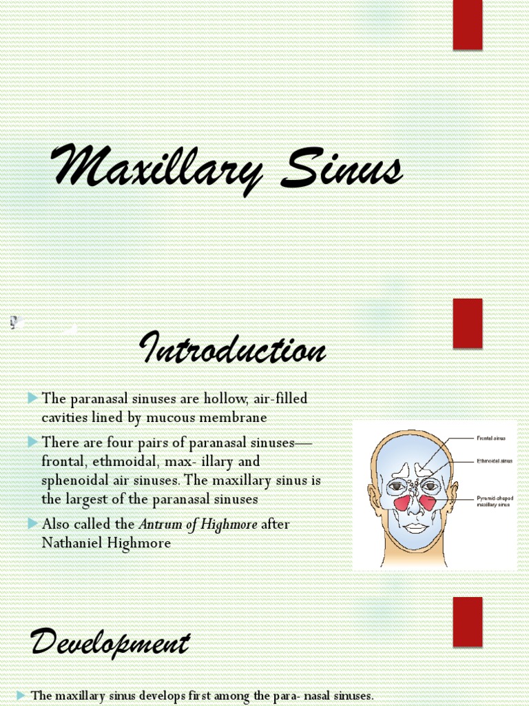 Maxillary Sinus | PDF | Human Nose | Anatomy
