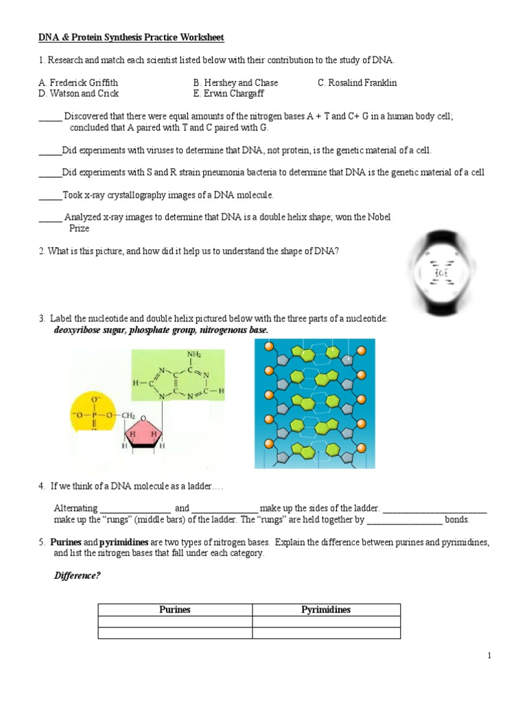 DNA Protein Synthesis Practice Worksheet | Download Free PDF | Rna | Dna