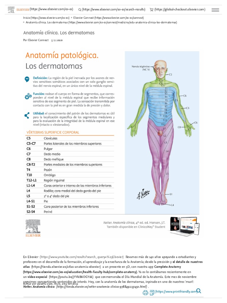 Anatomía Clínica. Los Dermatomas | PDF | Médula espinal | Nervio