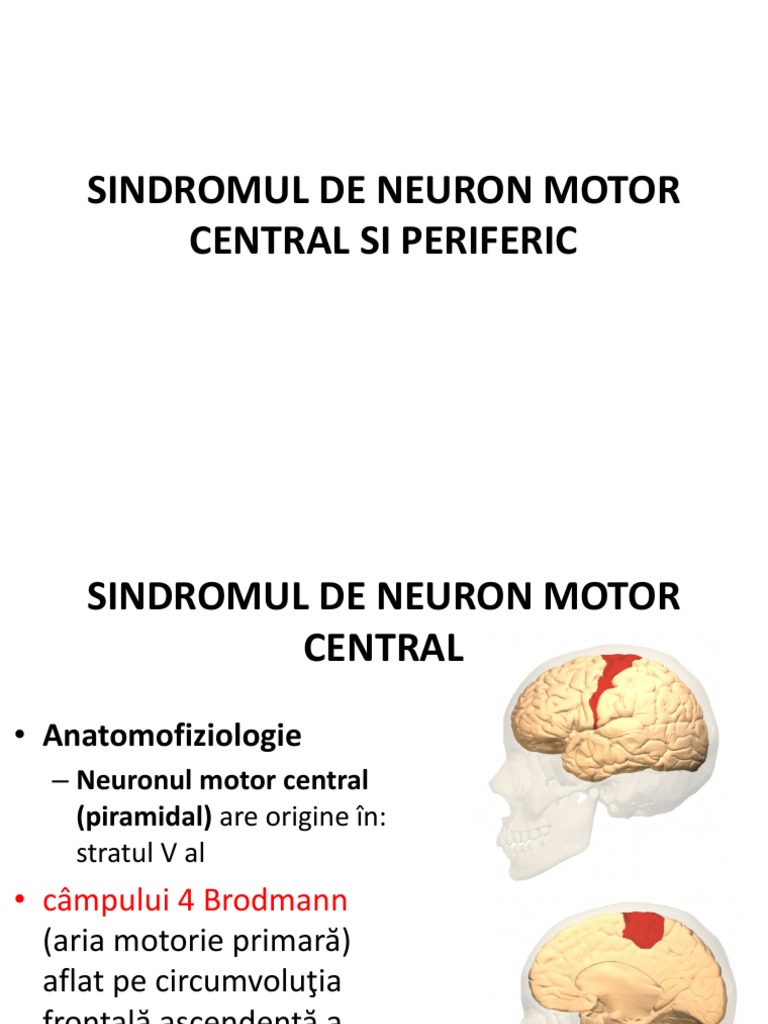 Neuron Motor Central Si Periferic | PDF