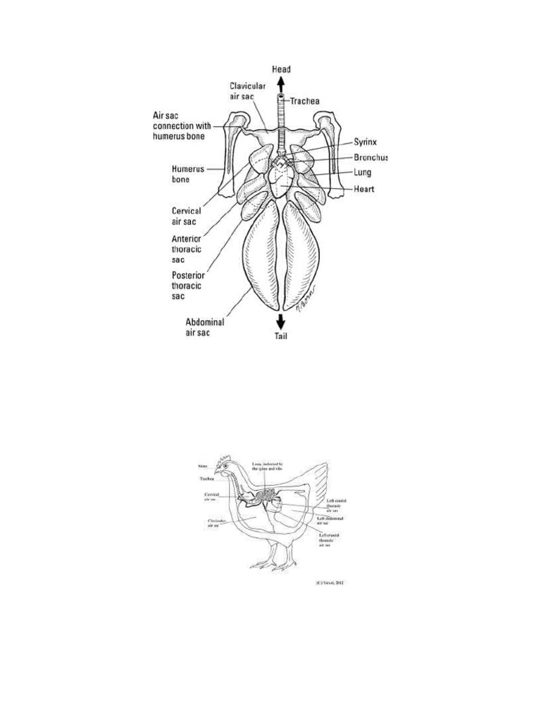 Chicken Brochure | PDF