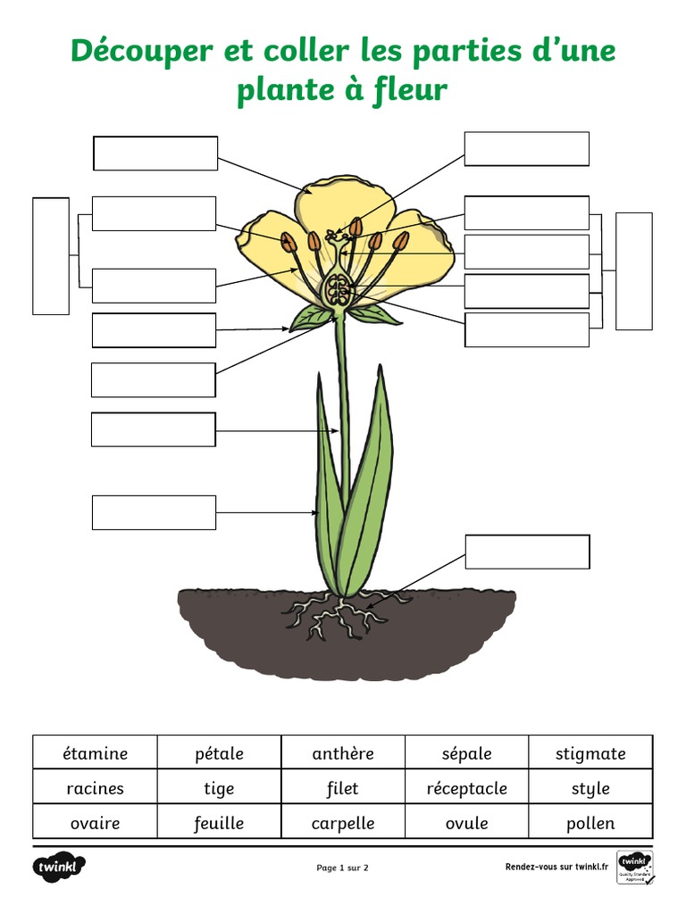 Schema A Completer Sur Les Parties Dune Plante A Fleur | PDF