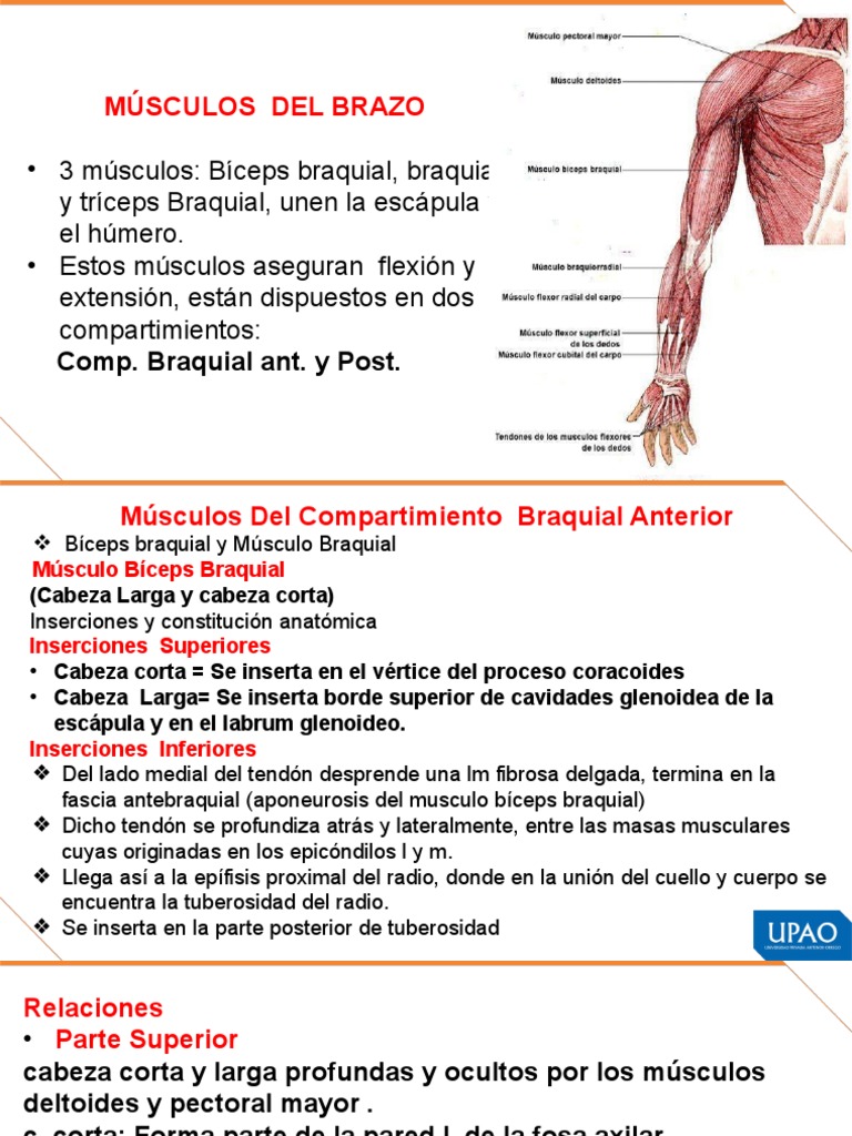 Musculos Del Brazo | PDF | Extremidades (anatomía) | Anatomía humana