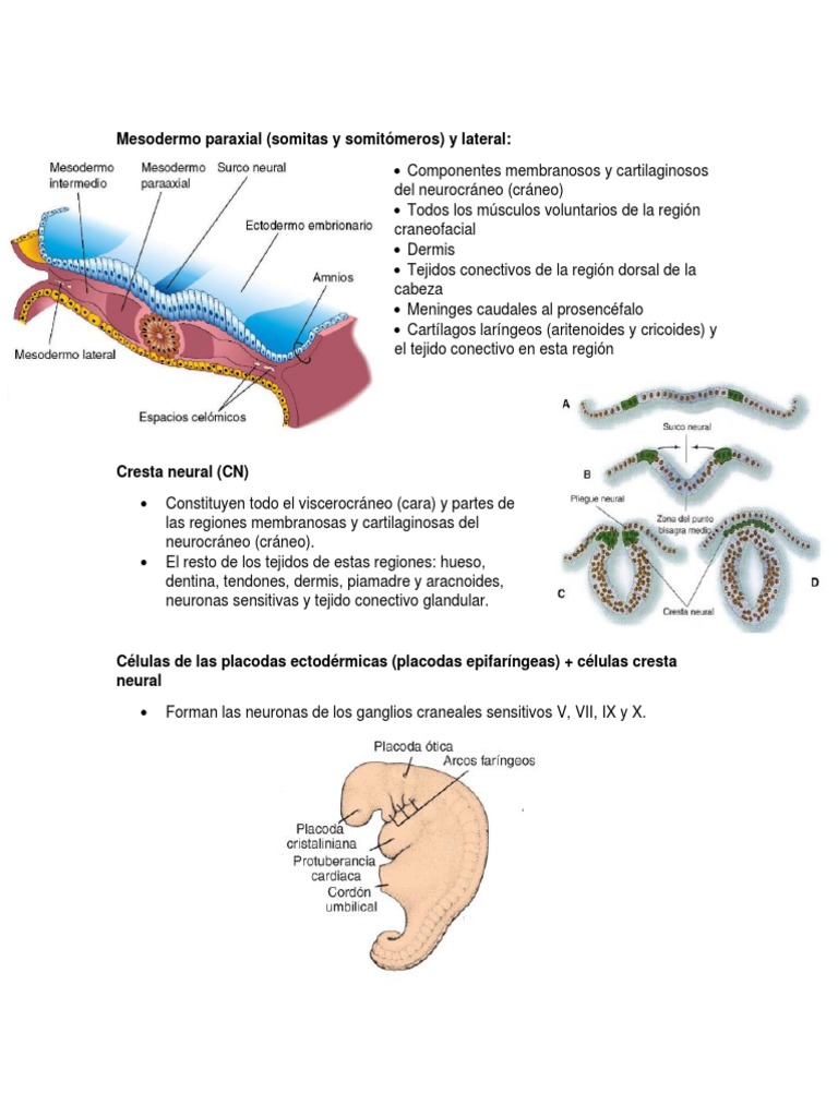 Desarrollo de placodas ectodérmicas | PDF | Anatomía | Morfología ...
