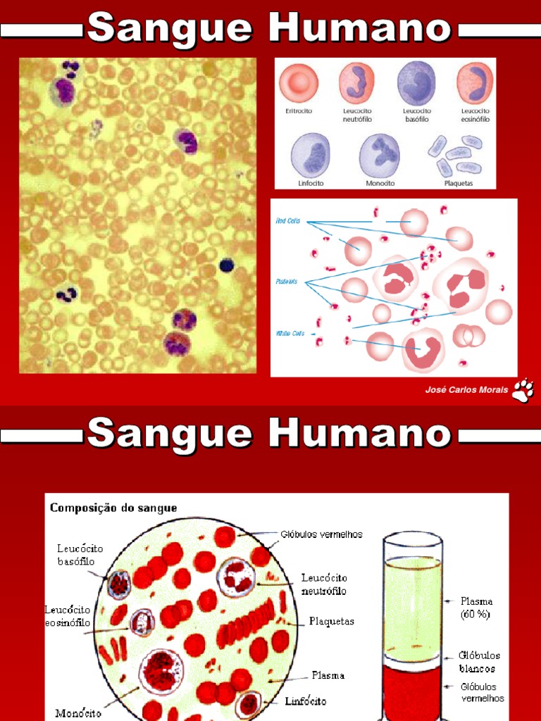 sangue | PDF | Glóbulo branco | Sangue