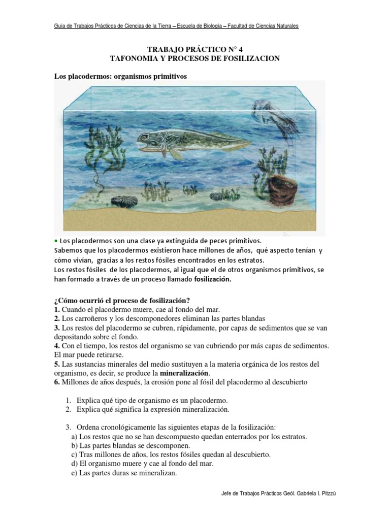 Procesos de Fosilización y Tafonomía | PDF | Fósil | Roca (geología)