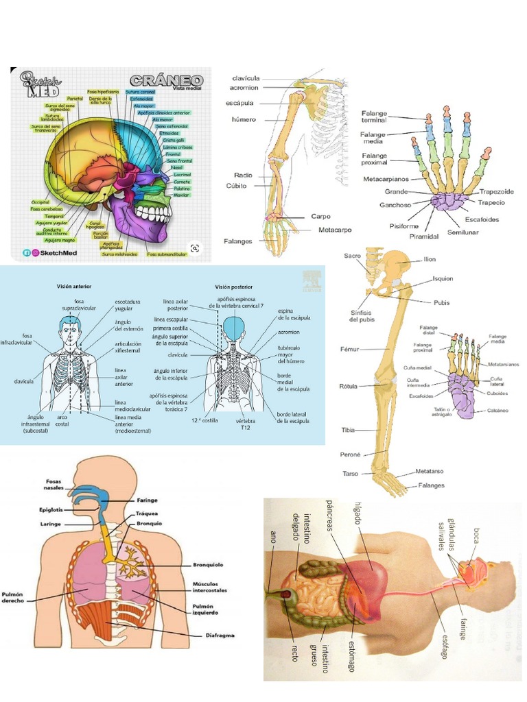 Imagenes Enfermeria 1 | PDF