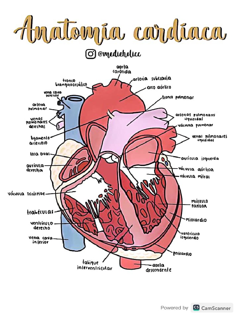 Anatomía Cardiaca | PDF