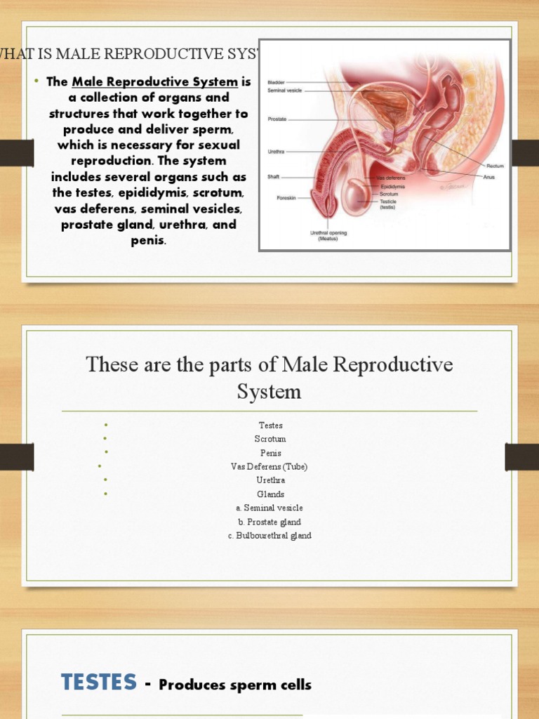 Male Reproductive System | PDF | Testicle | Prostate